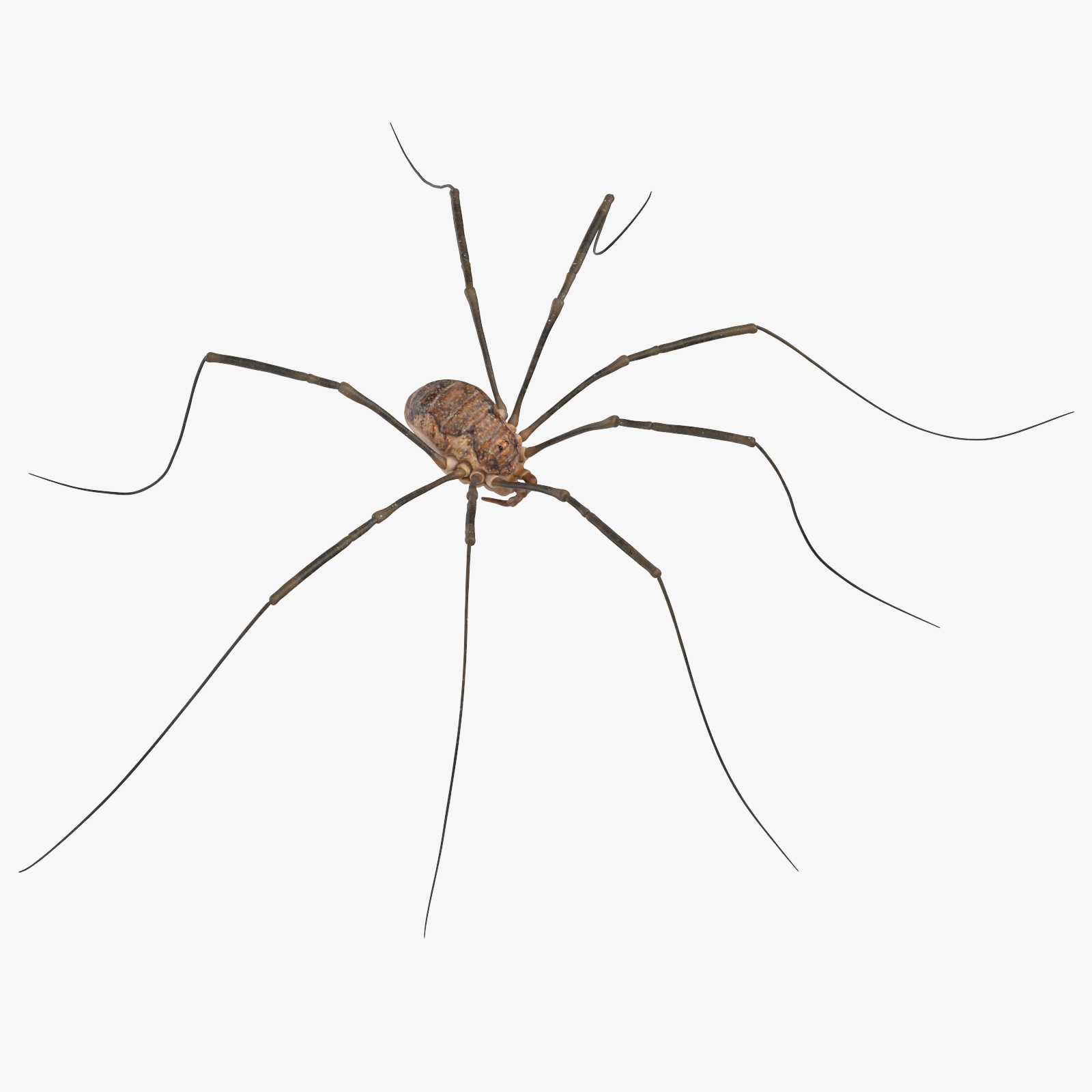 3D daddy long legs - TurboSquid 1399522