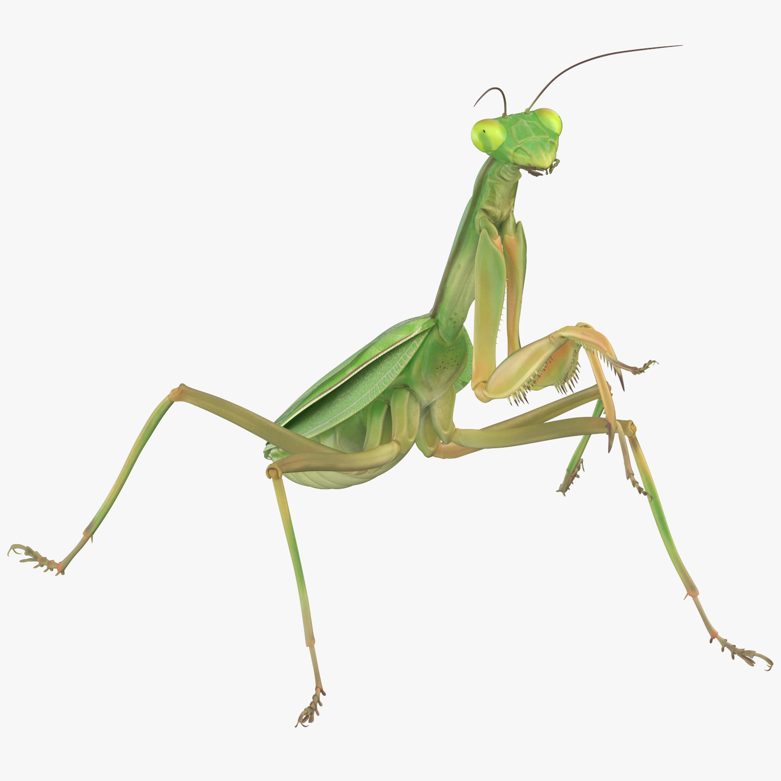 Praying mantis 3D model - TurboSquid 1398883