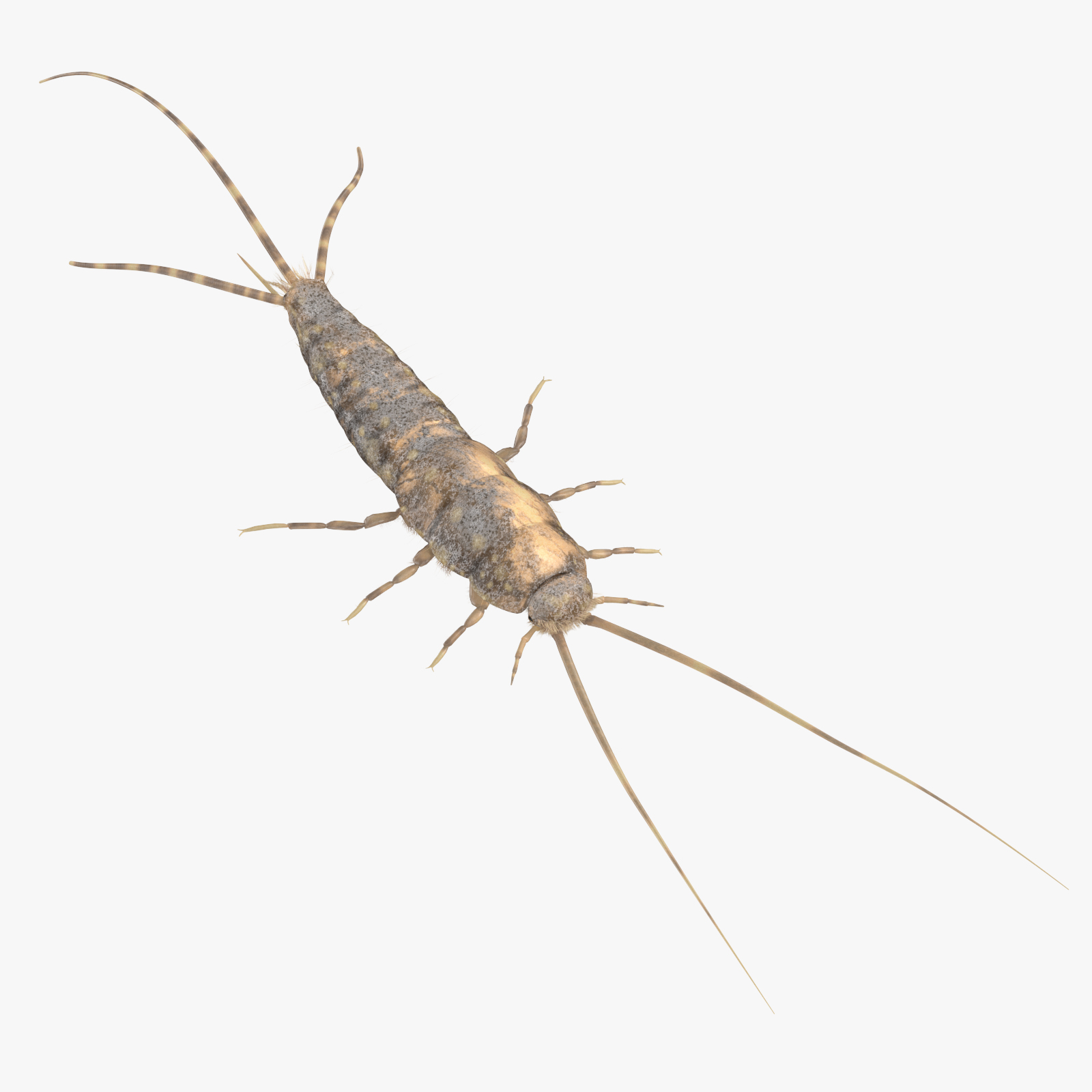 3D model silverfish poses - TurboSquid 1399503