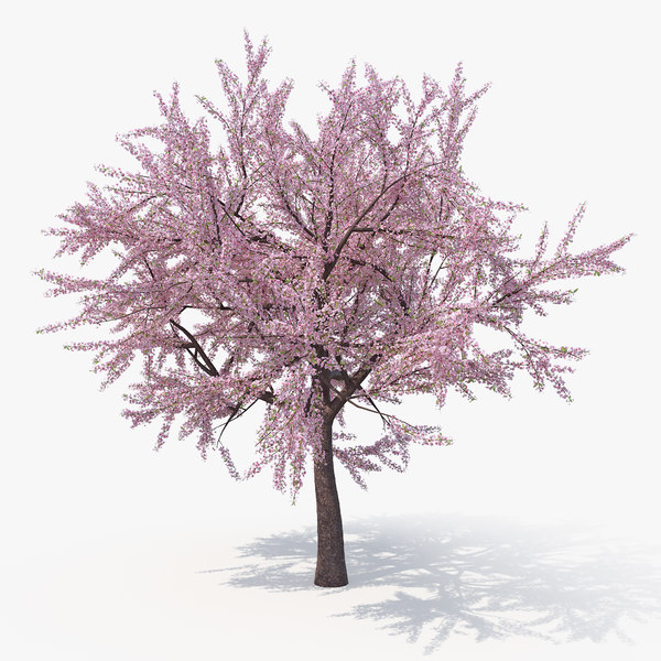 3D model sakura cherry pack 03 - TurboSquid 1398158