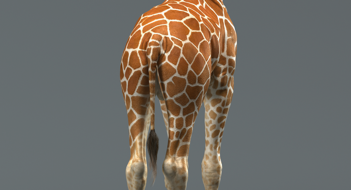 3D realistic giraffe rigged model - TurboSquid 1398245