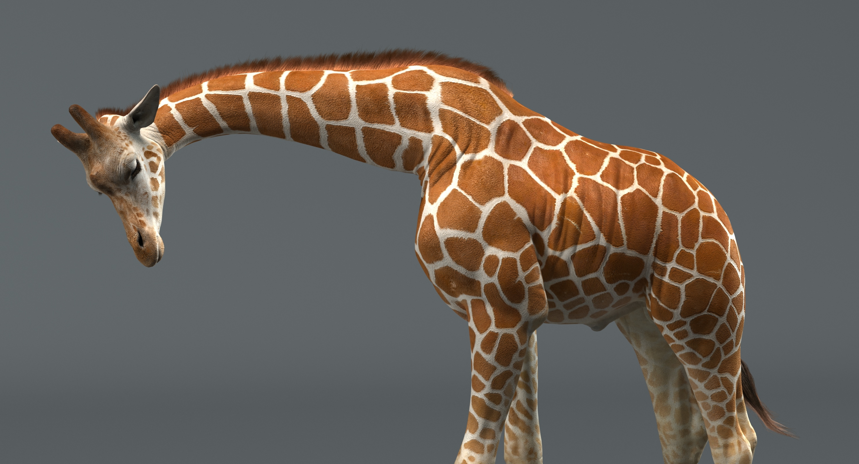 3D realistic giraffe rigged model - TurboSquid 1398245
