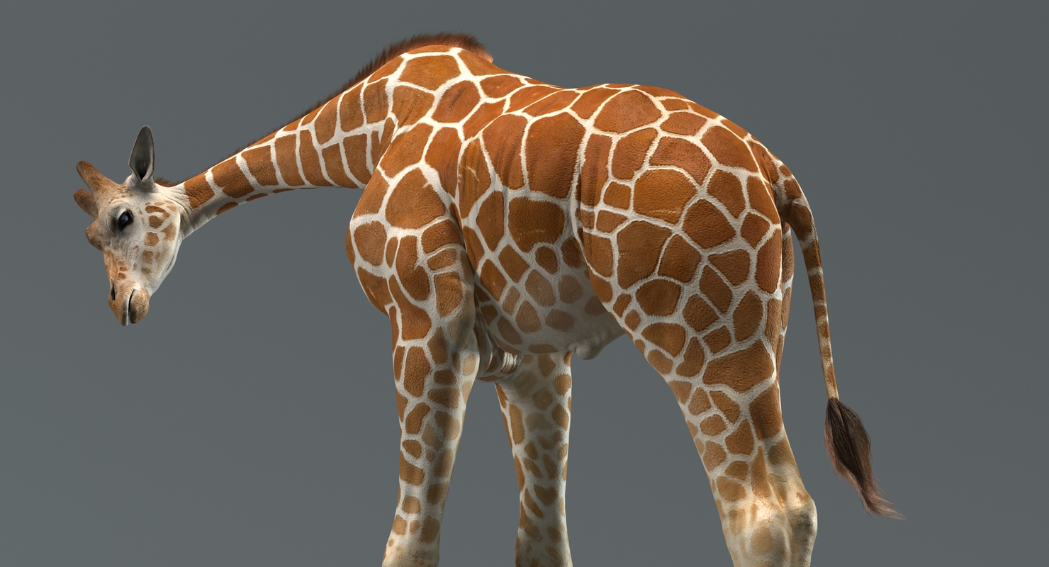 3D realistic giraffe rigged model - TurboSquid 1398245