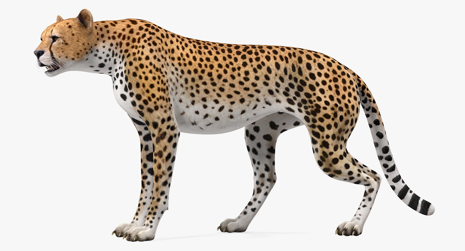 3D cheetah rigged - TurboSquid 1398393