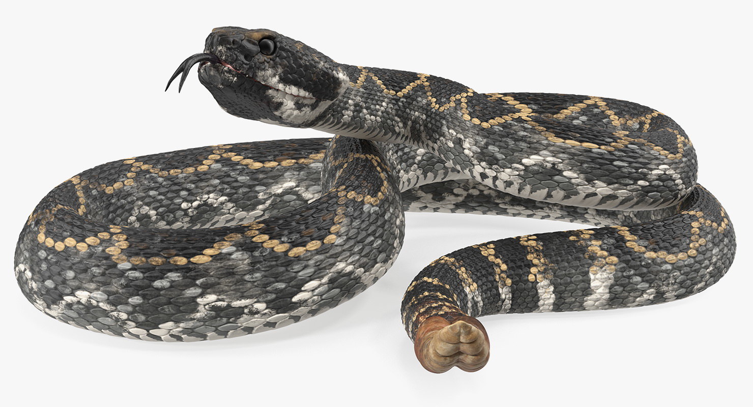 modelo 3d Serpiente de cascabel oscura gigante aparejada - TurboSquid ...