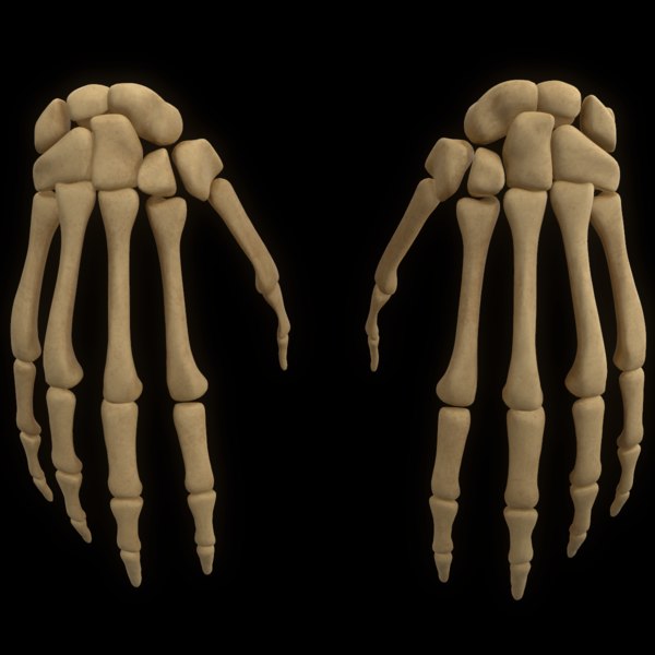 modèle 3D de os de l'anatomie de la main squelettique - TurboSquid 1398417