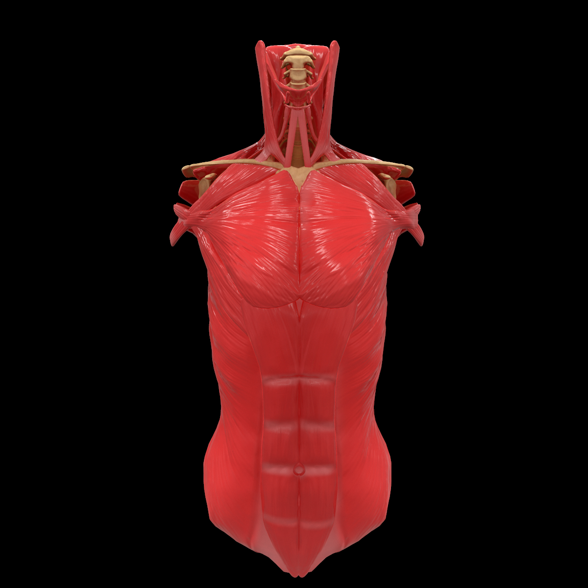 Torso arm spine muscle 3D model - TurboSquid 1398522