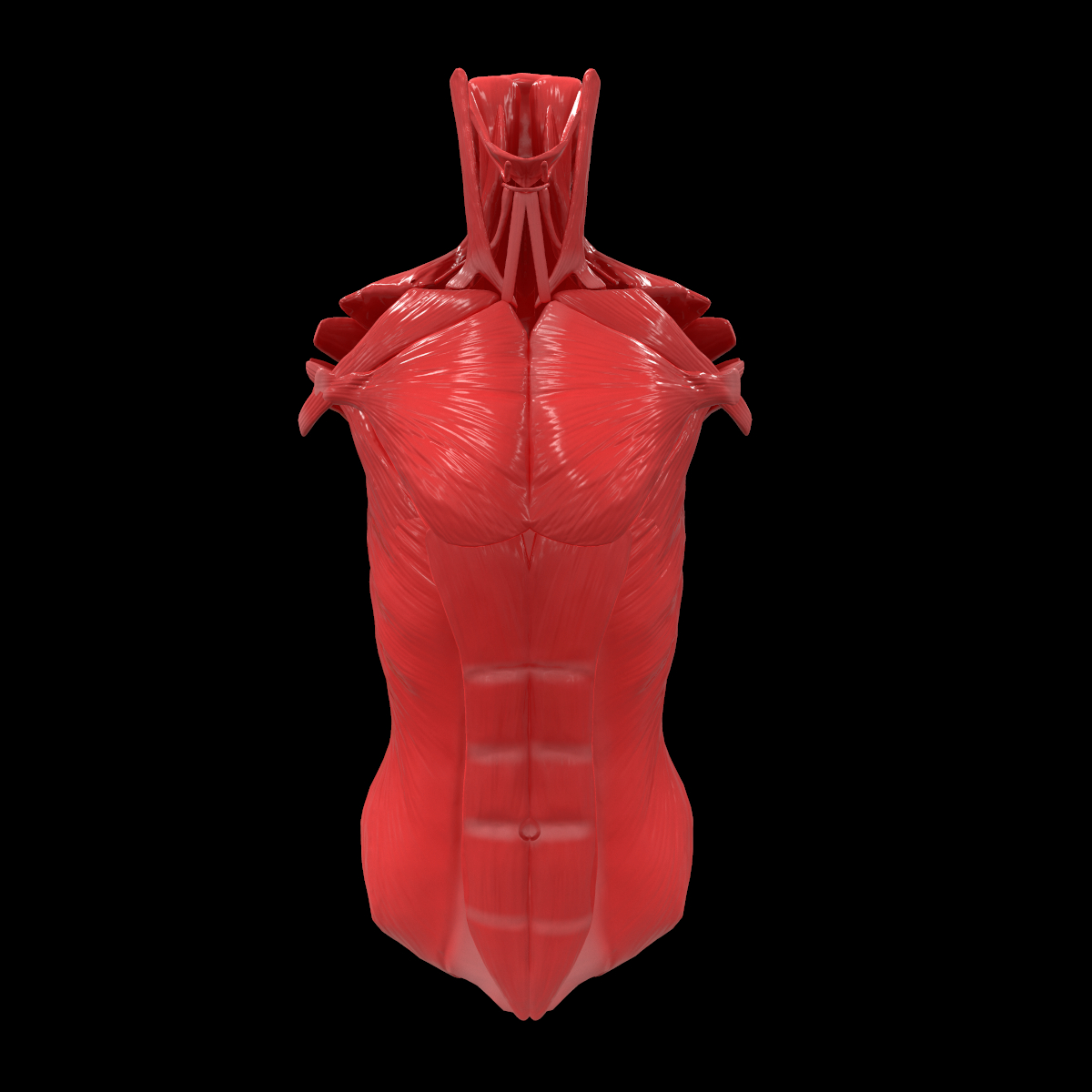 modelo 3d Anatomía del músculo del torso - TurboSquid 1398499