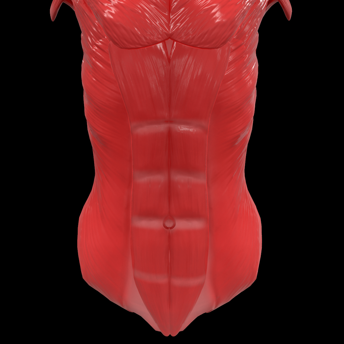 modelo 3d Anatomía del músculo del torso - TurboSquid 1398499