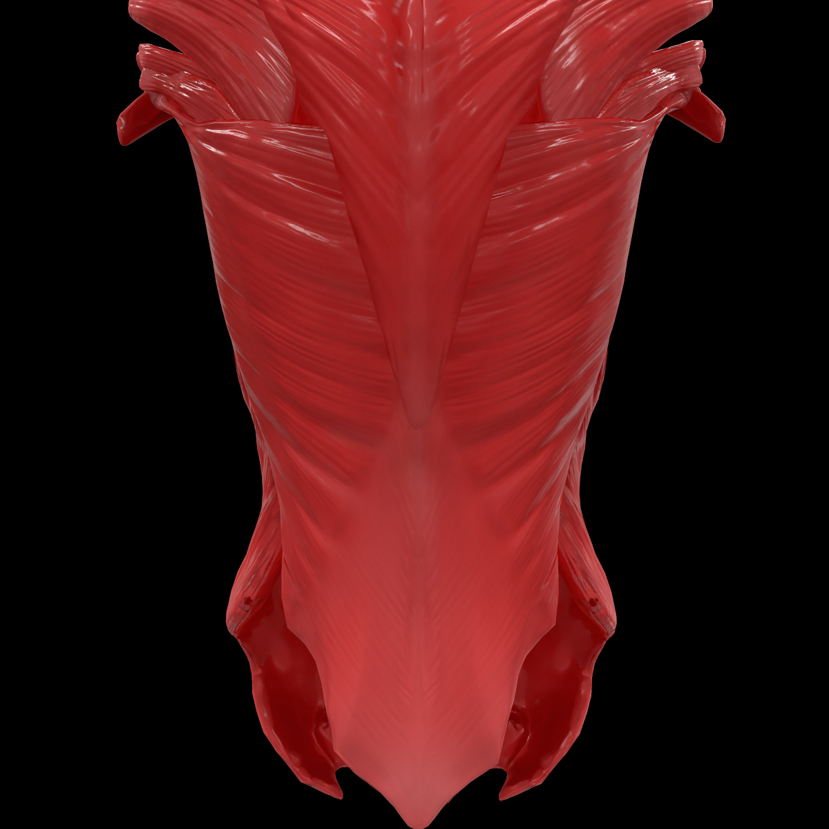 modelo 3d Anatomía del músculo del torso - TurboSquid 1398499