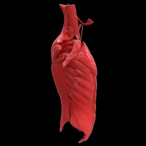modelo 3d Anatomía del músculo del torso - TurboSquid 1398499