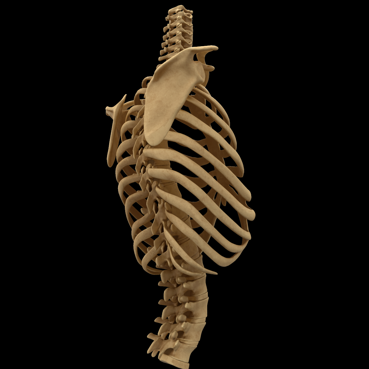 Anatomia dos ossos do tronco Modelo 3D - TurboSquid 1398506