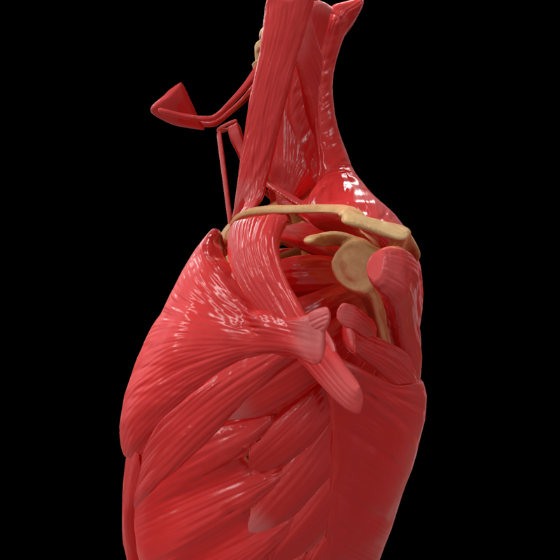 Anatomia do osso do tronco Modelo 3D - TurboSquid 1398513