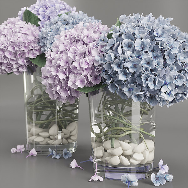 hydrangea design max