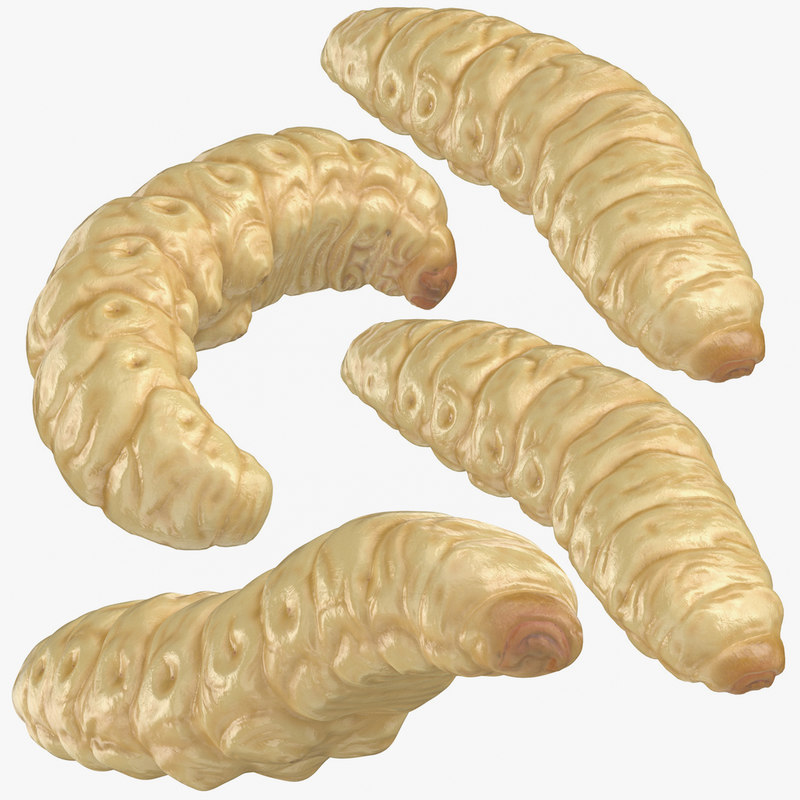 Maggots rolled crawling model - TurboSquid 1398886