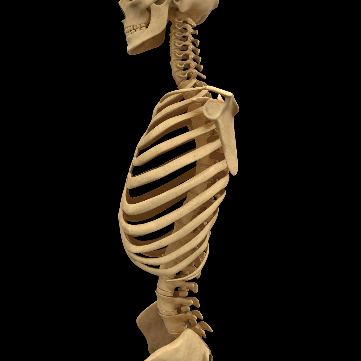 modelo 3d Anatomía de la columna vertebral del esqueleto del torso ...