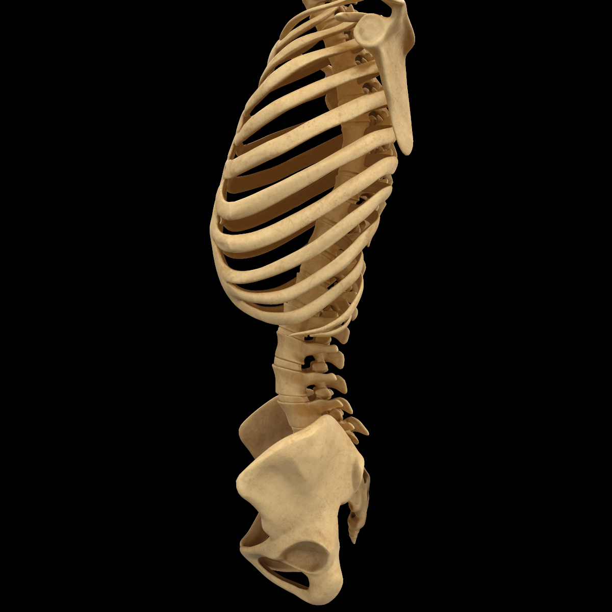 modelo 3d Anatomía de la columna vertebral del esqueleto del torso ...