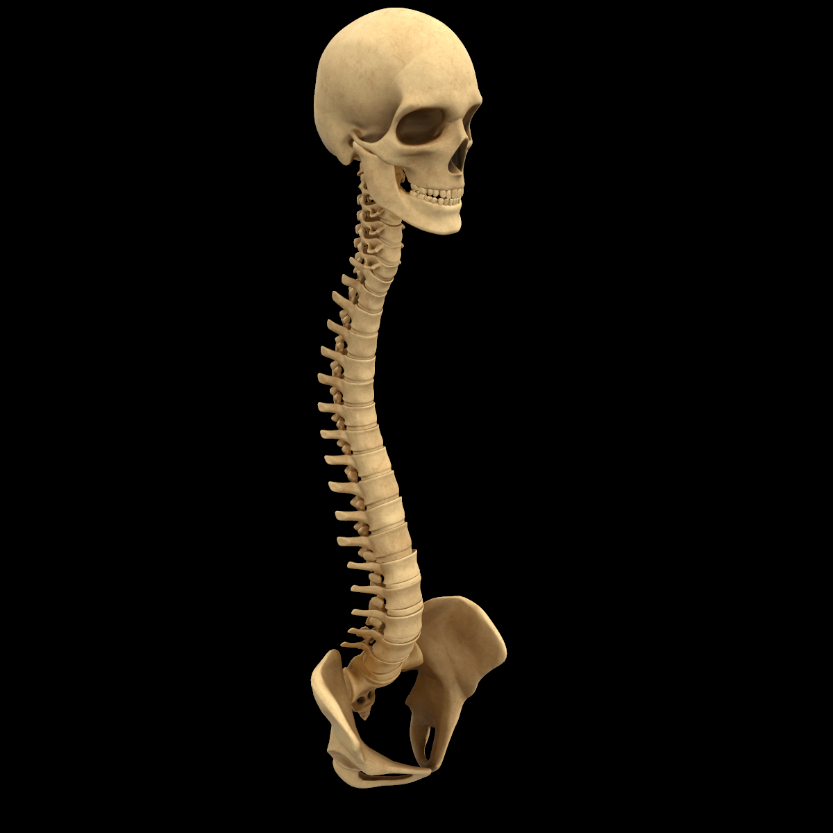 Modello 3D Anatomia della spina dorsale scheletro del tronco ...