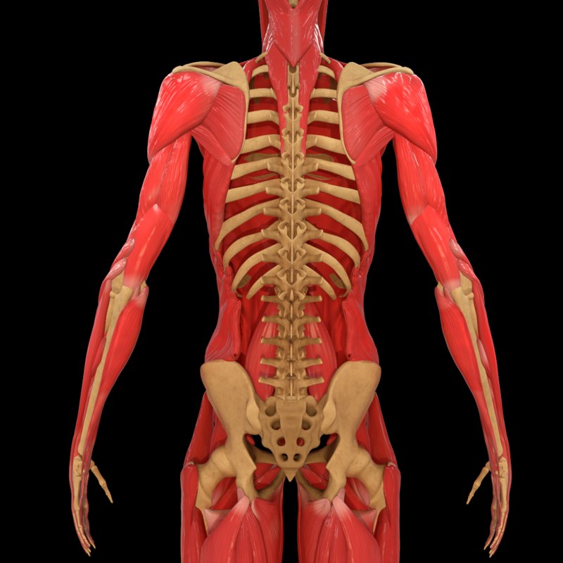 Body muscle anatomy 3D model - TurboSquid 1398841