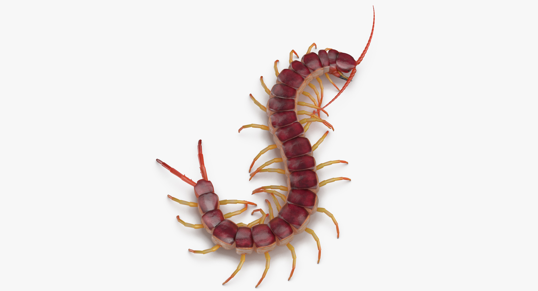 Centipedes standing coiled 3D model - TurboSquid 1398901