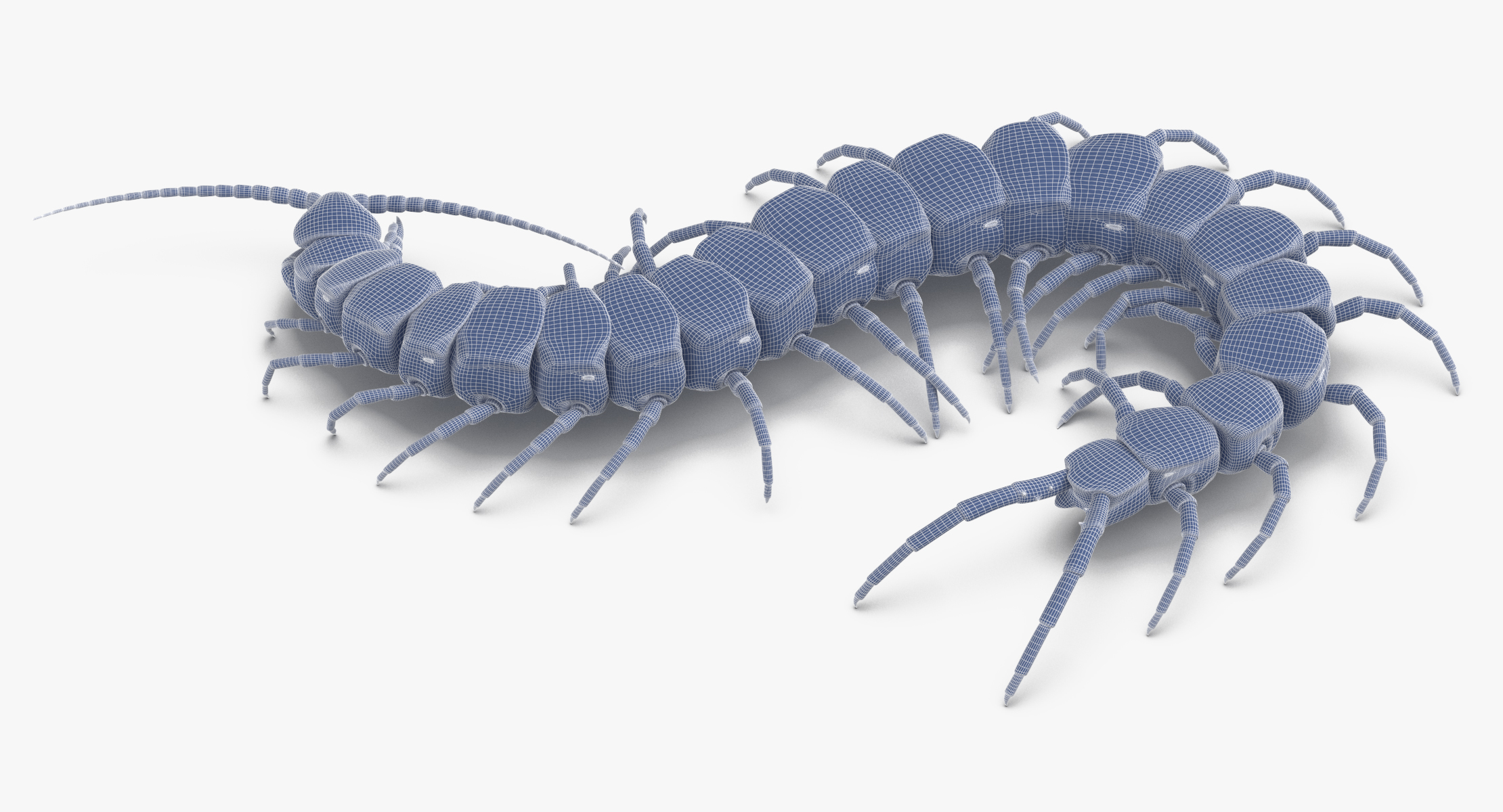 Centipedes standing coiled 3D model - TurboSquid 1398901