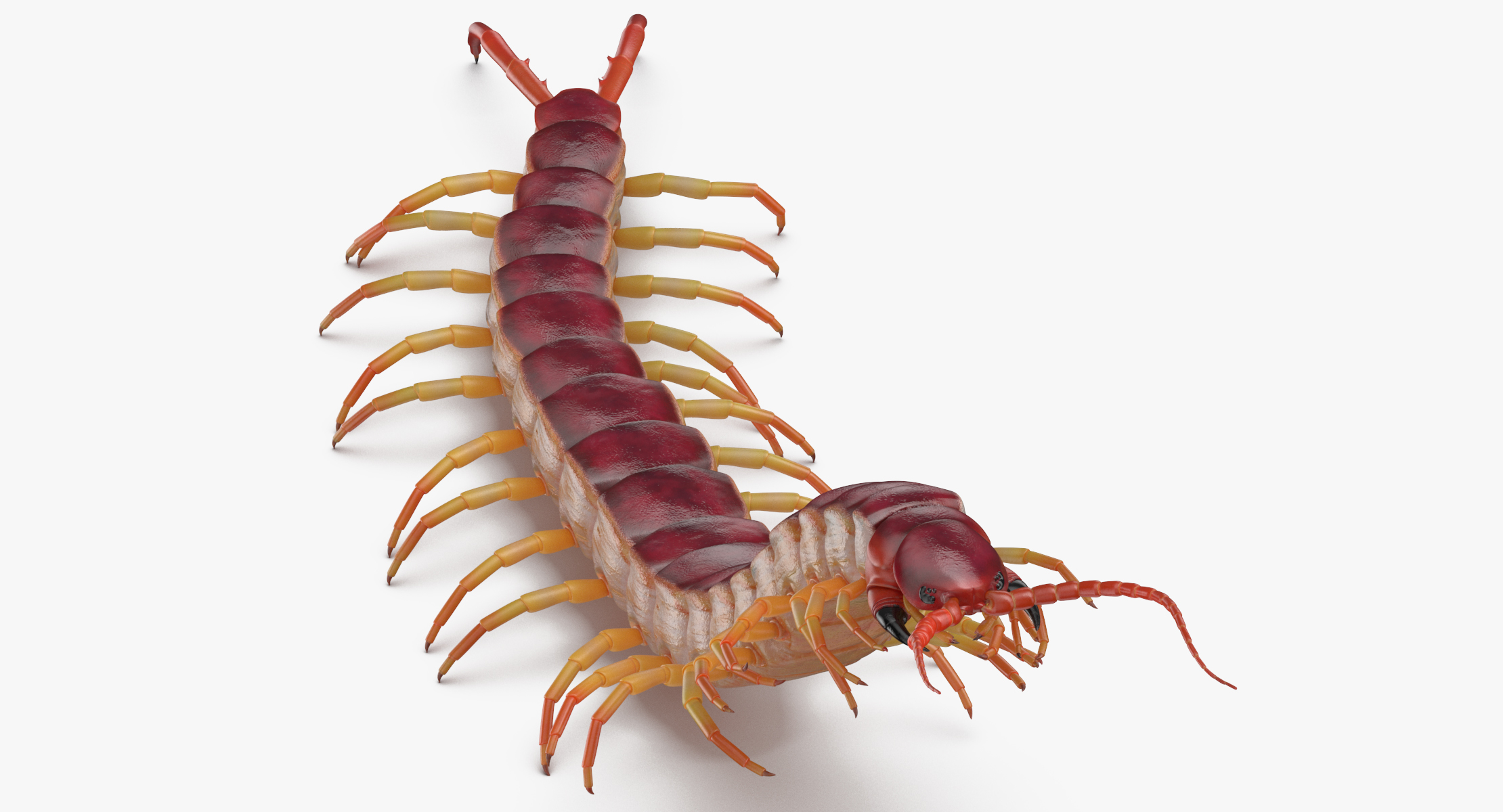 Centipedes standing coiled 3D model - TurboSquid 1398901
