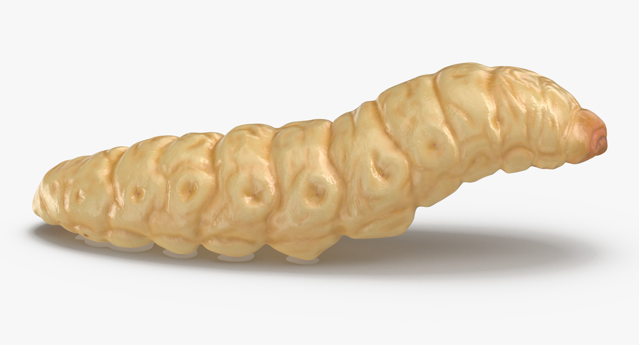 Maggots rolled crawling model - TurboSquid 1398886
