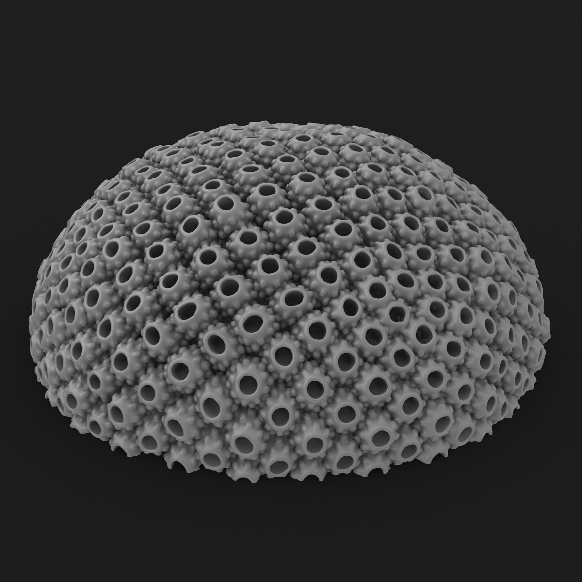 3D shell coral 2 model - TurboSquid 1399141