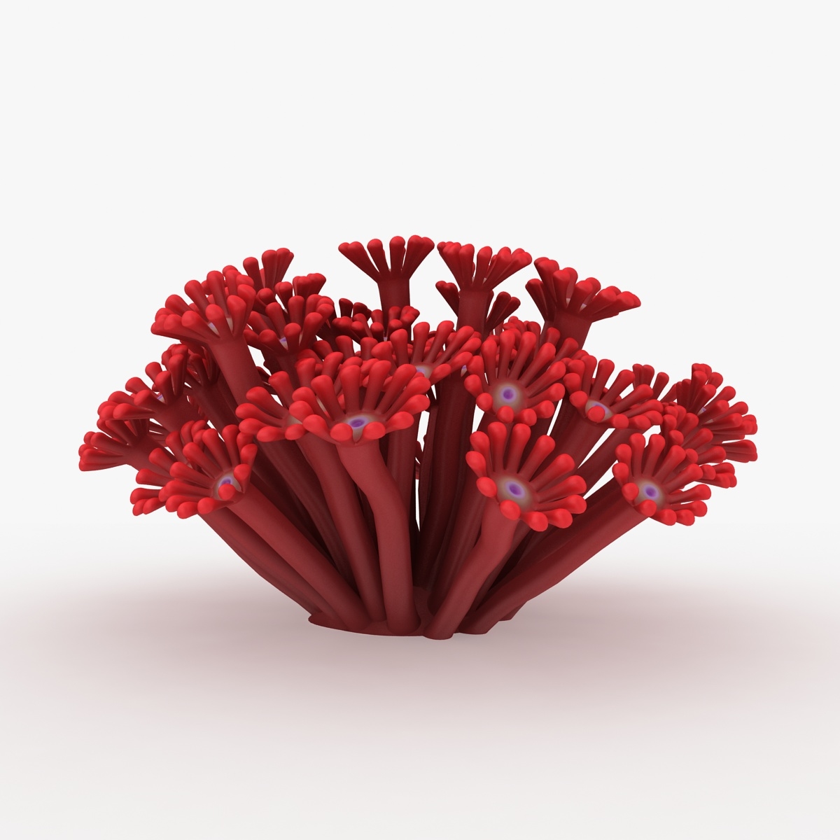 3D shell coral 2 model - TurboSquid 1399141