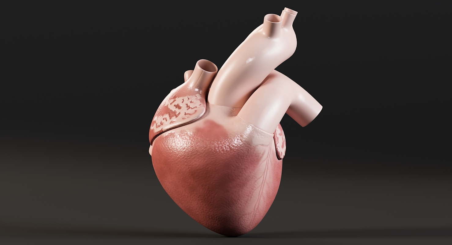 Man heart organized 3D - TurboSquid 1399188