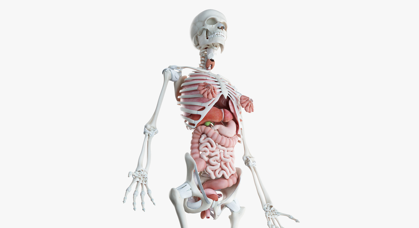 3D model female skin skeleton organs - TurboSquid 1378447