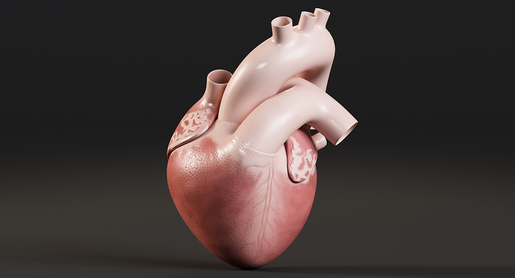 Man heart organized 3D - TurboSquid 1399188