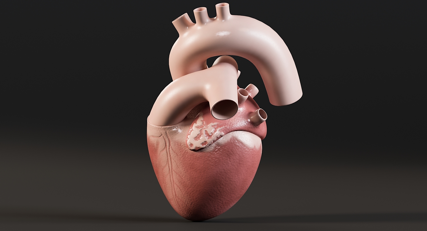 Man heart organized 3D - TurboSquid 1399188