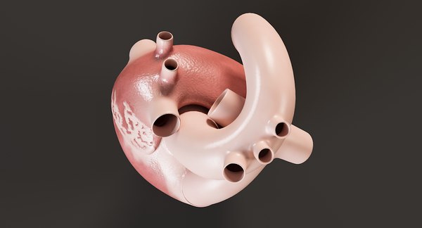 Man heart organized 3D - TurboSquid 1399188