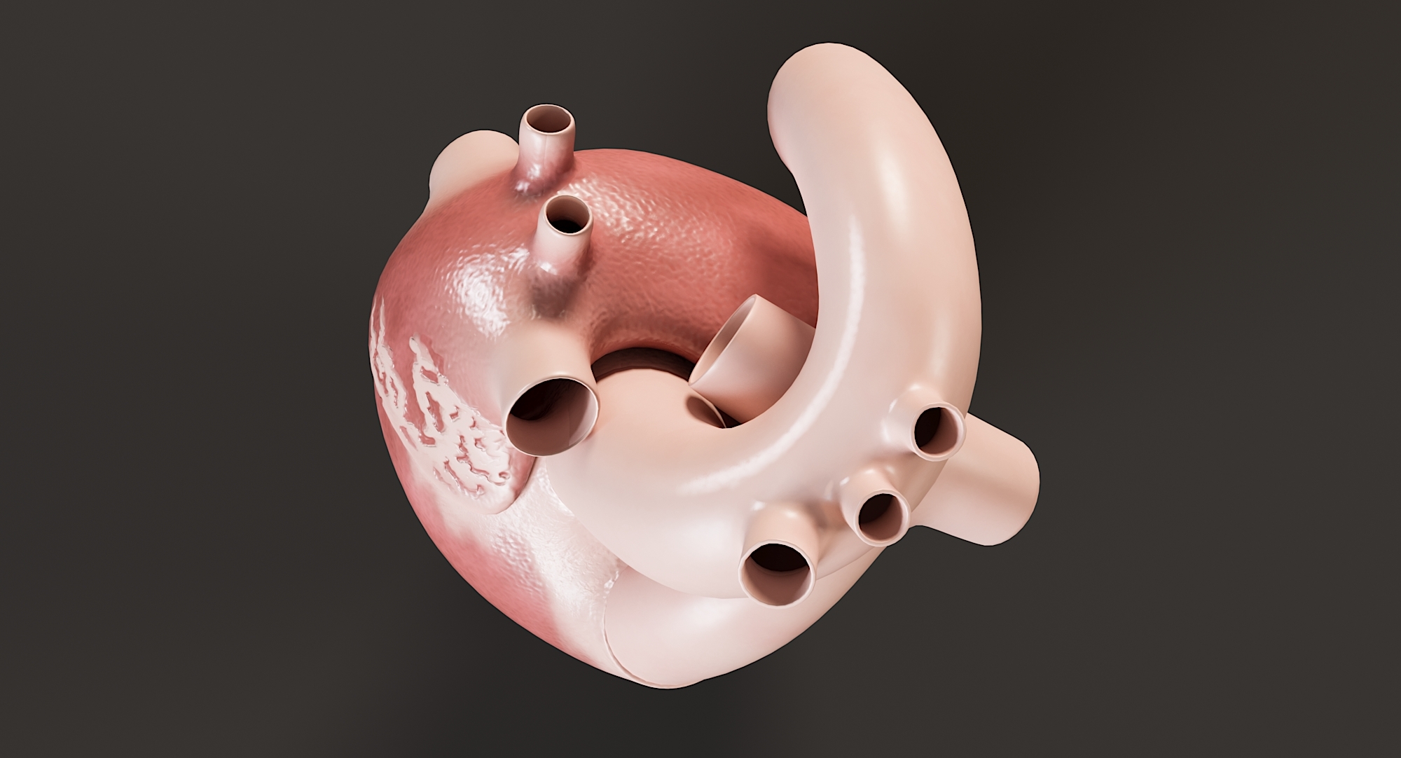 Man heart organized 3D - TurboSquid 1399188