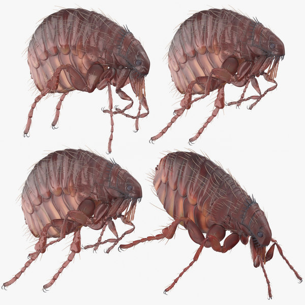 3d flea model
