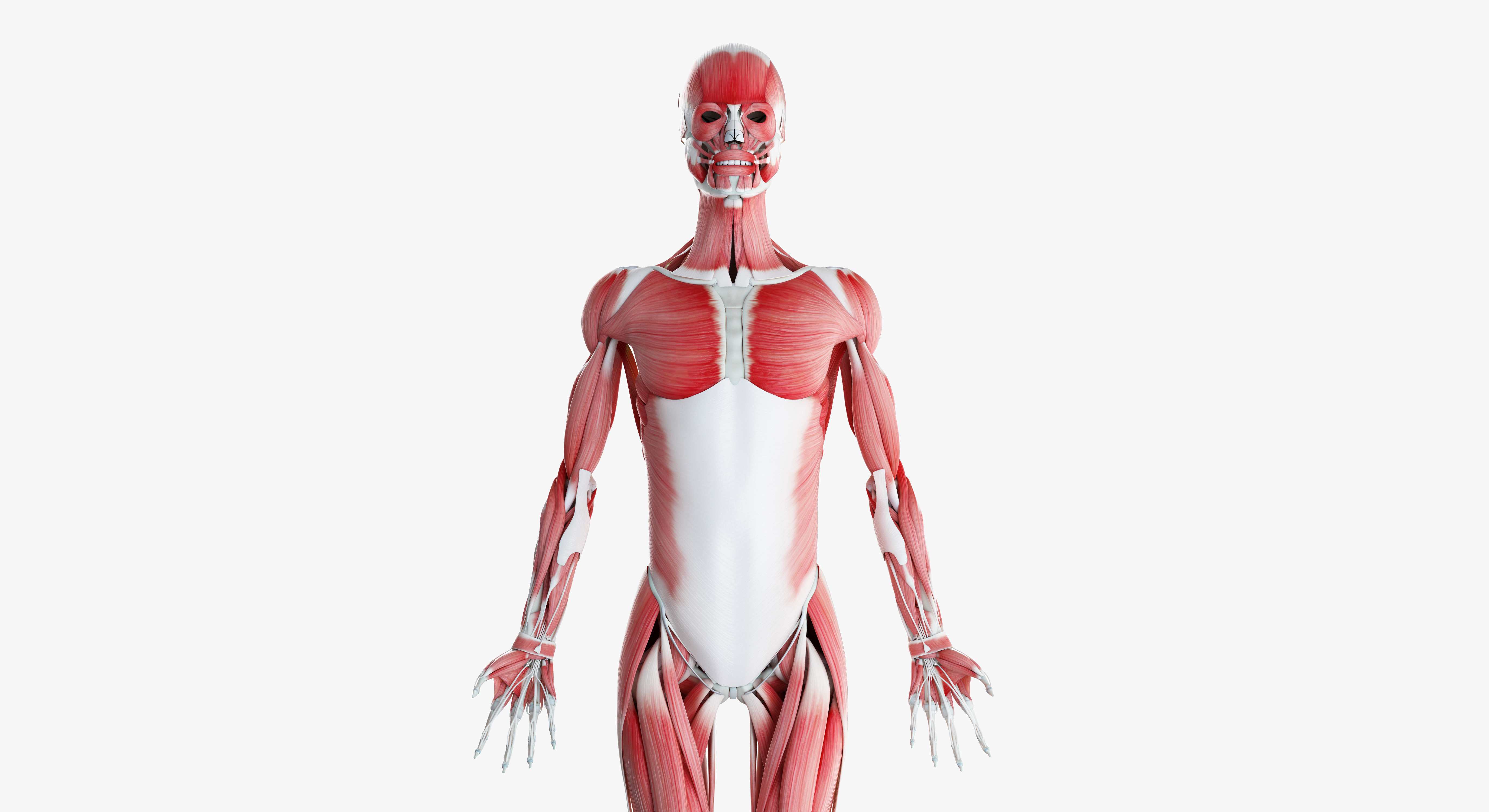 3D model female anatomy organs - TurboSquid 1379614