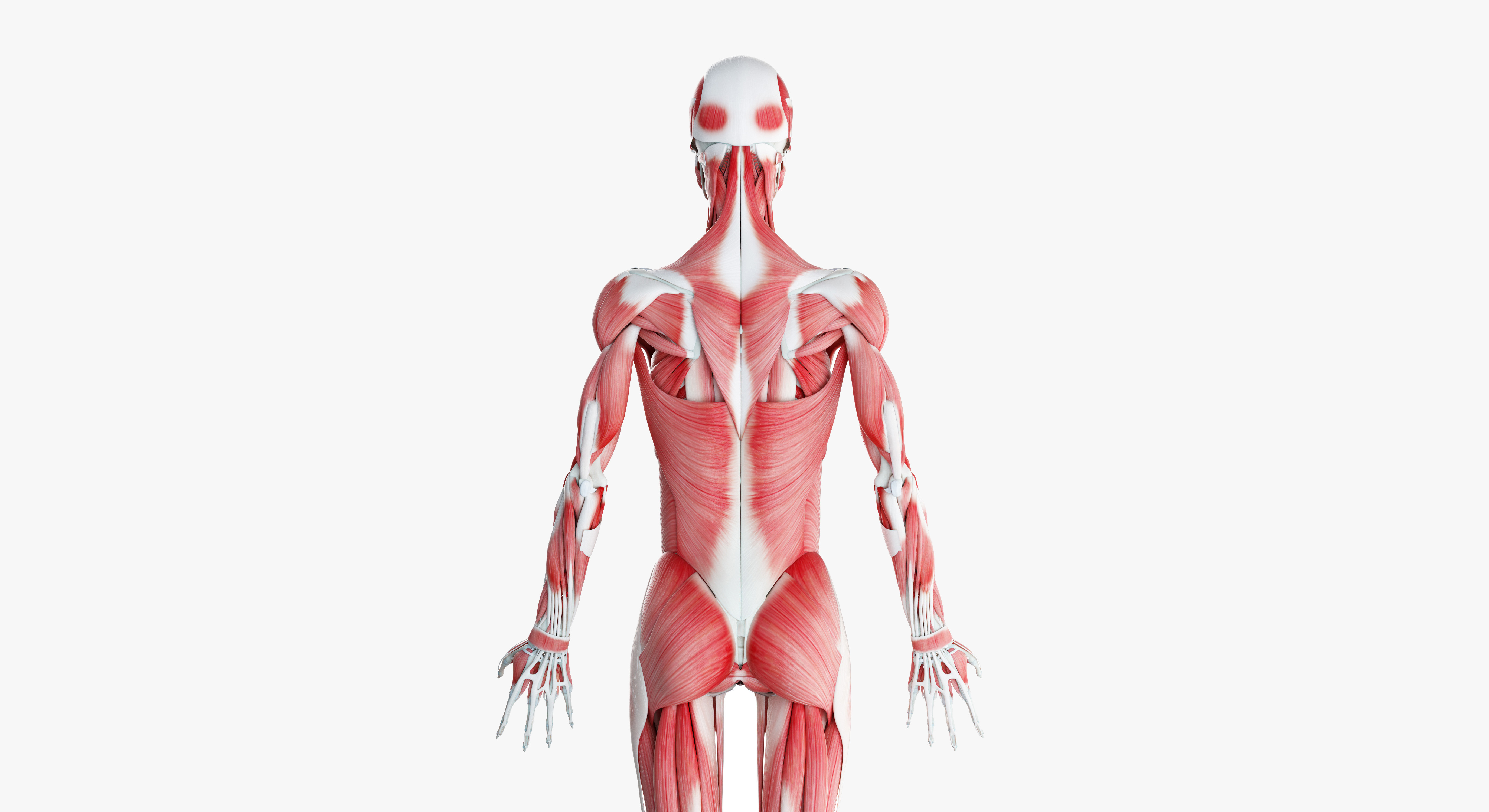 3D model female anatomy organs - TurboSquid 1379614