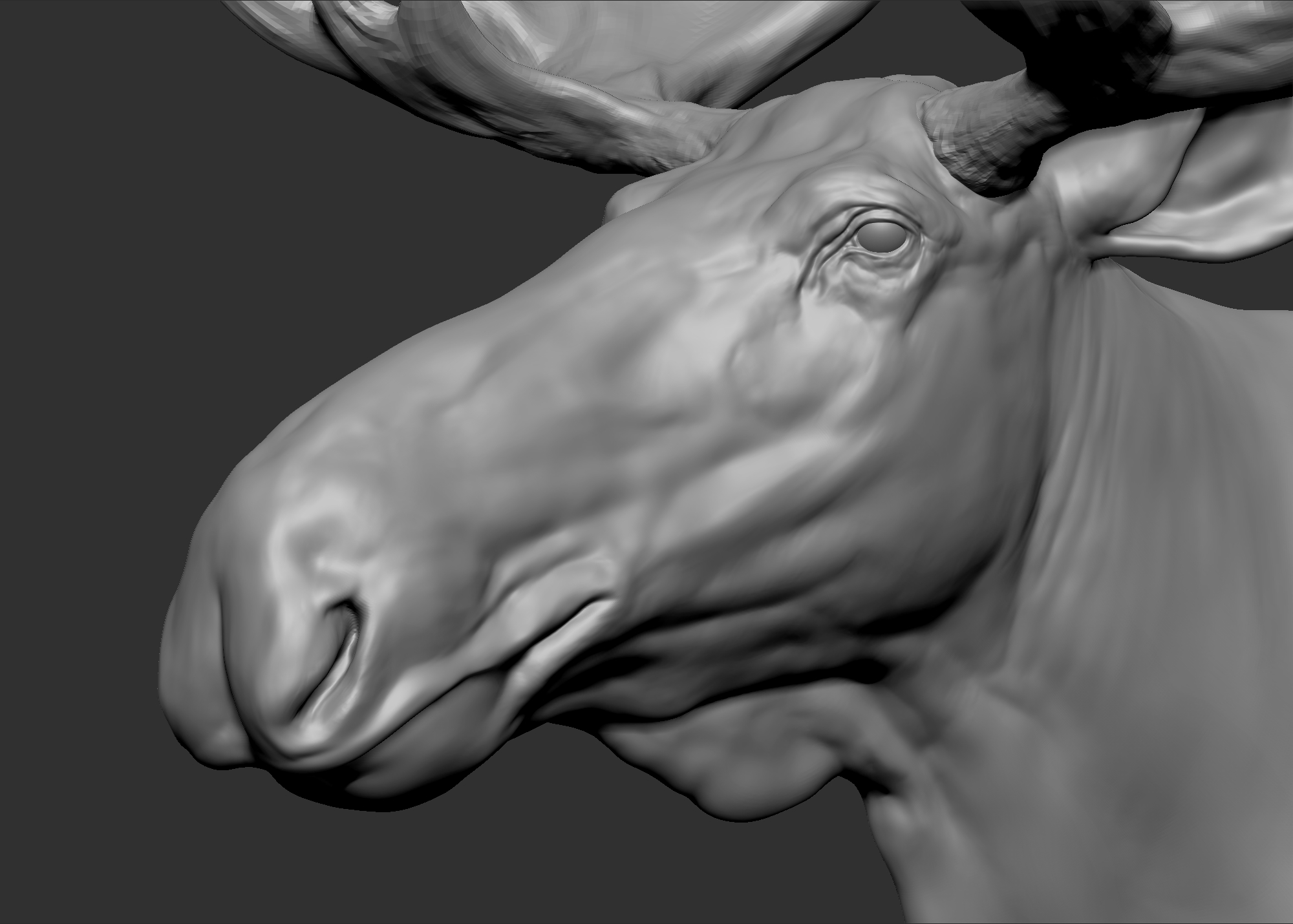3D moose zbrush head model - TurboSquid 1399378