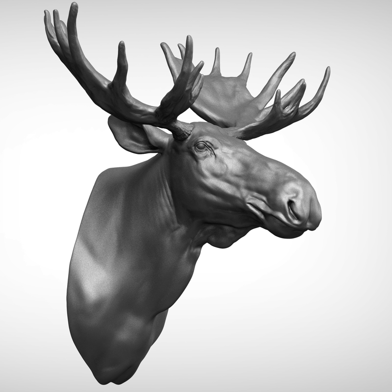 3D moose zbrush head model - TurboSquid 1399378