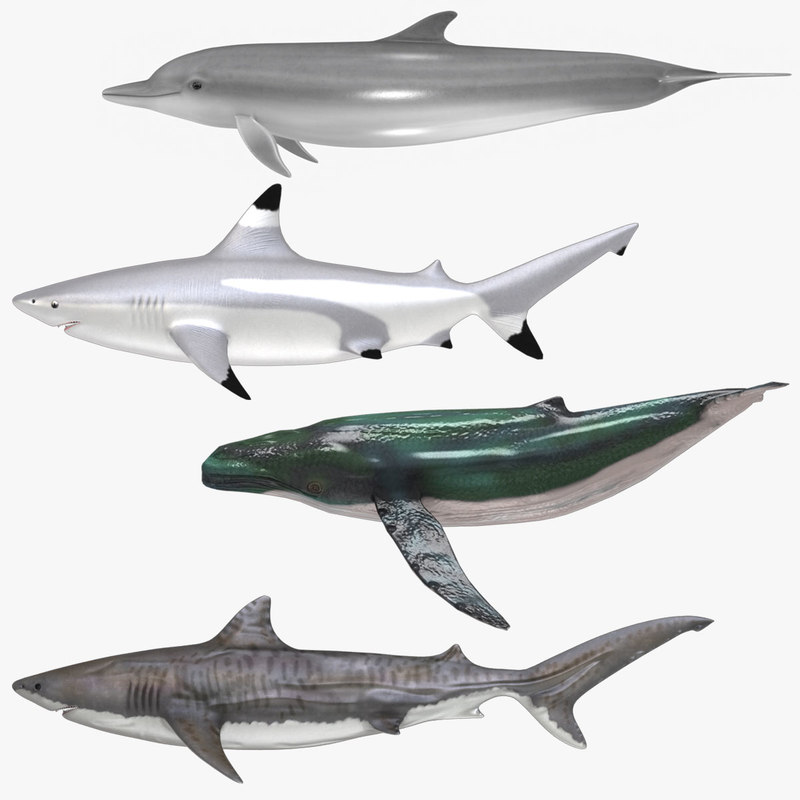 3D aquatic animals - TurboSquid 1399429