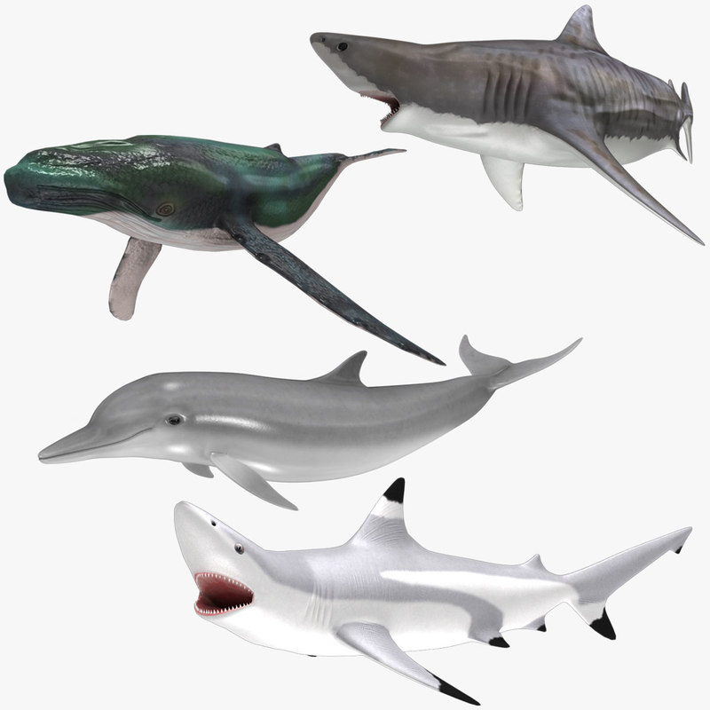 Aquatic animals rigged 3D model - TurboSquid 1399446