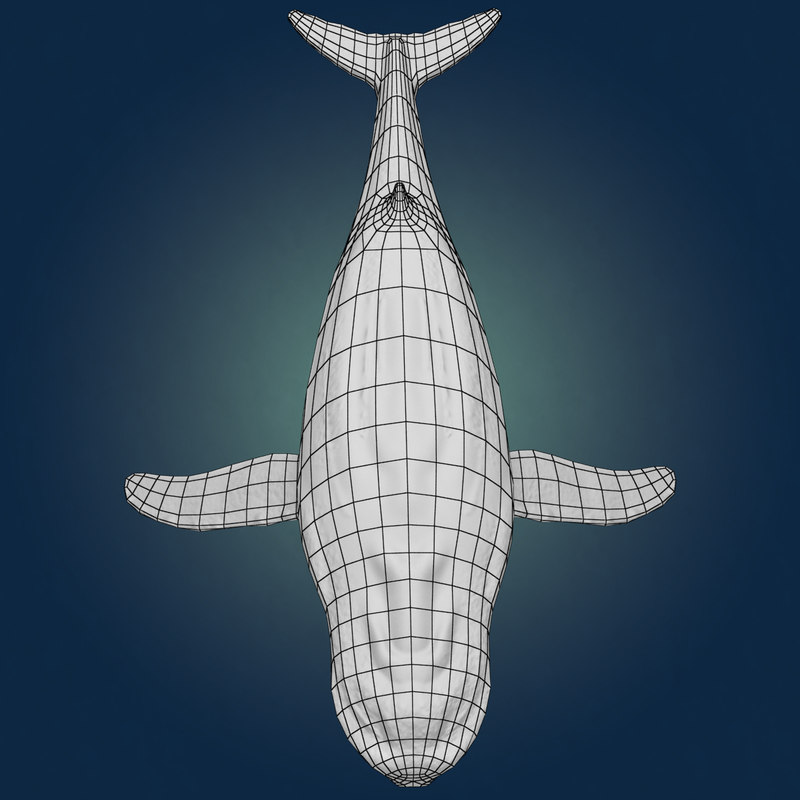 Aquatic animals rigged 3D model - TurboSquid 1399446
