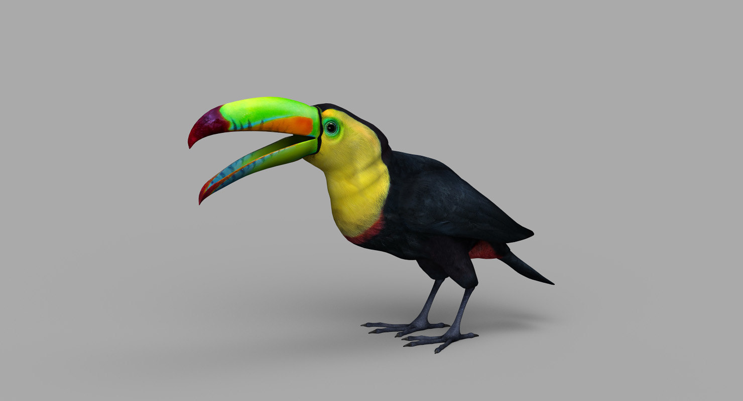 Toucan color 3D model - TurboSquid 1399452