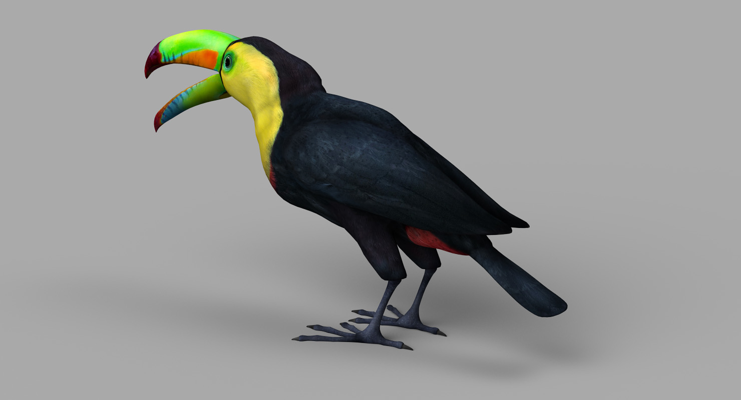 modelo 3d Tucán - TurboSquid 1399452