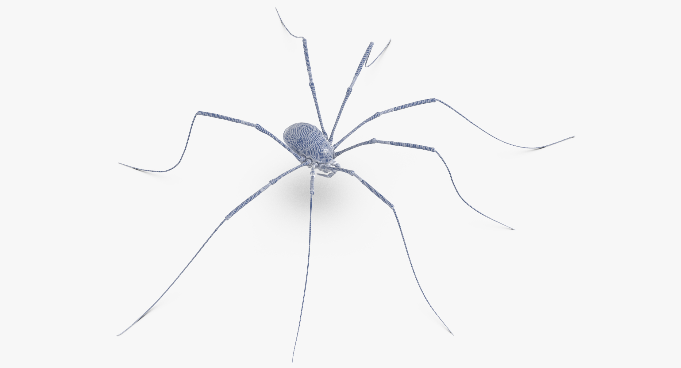 Daddy long legs poses 3D model - TurboSquid 1399524