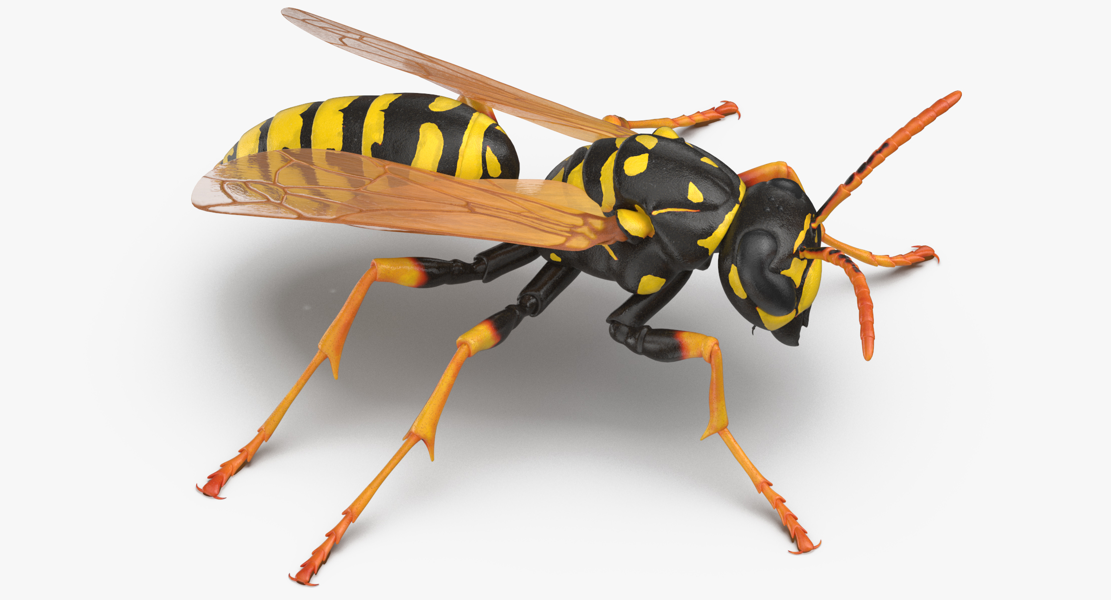 3D model paper wasp poses - TurboSquid 1399526