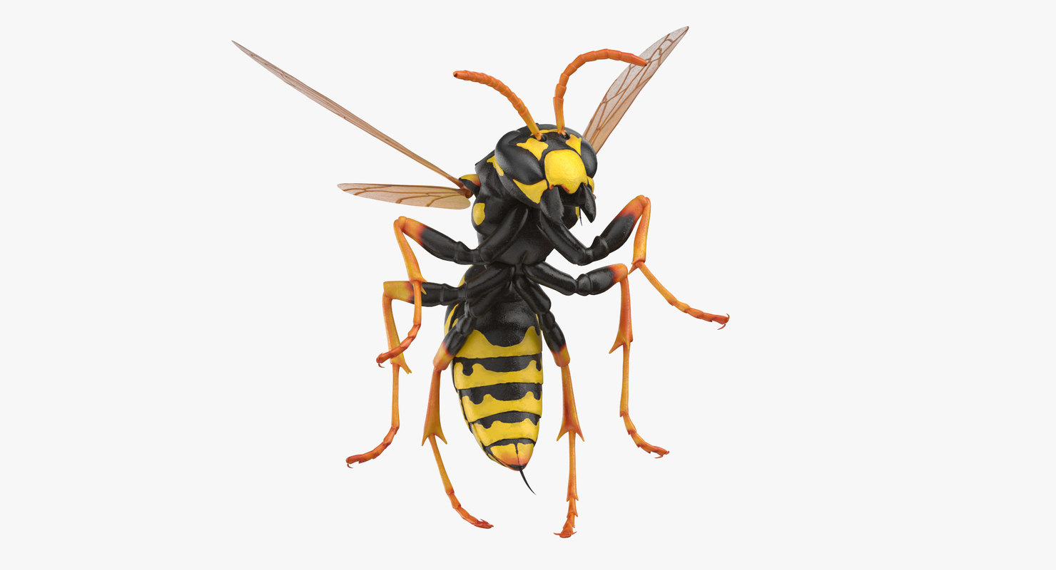 3D model paper wasp poses - TurboSquid 1399526