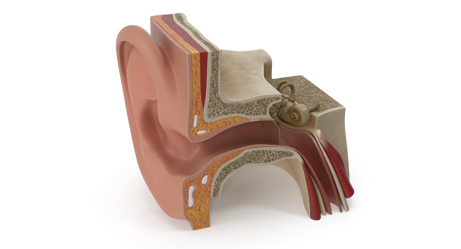 Ear anatomy 3D model - TurboSquid 1399568