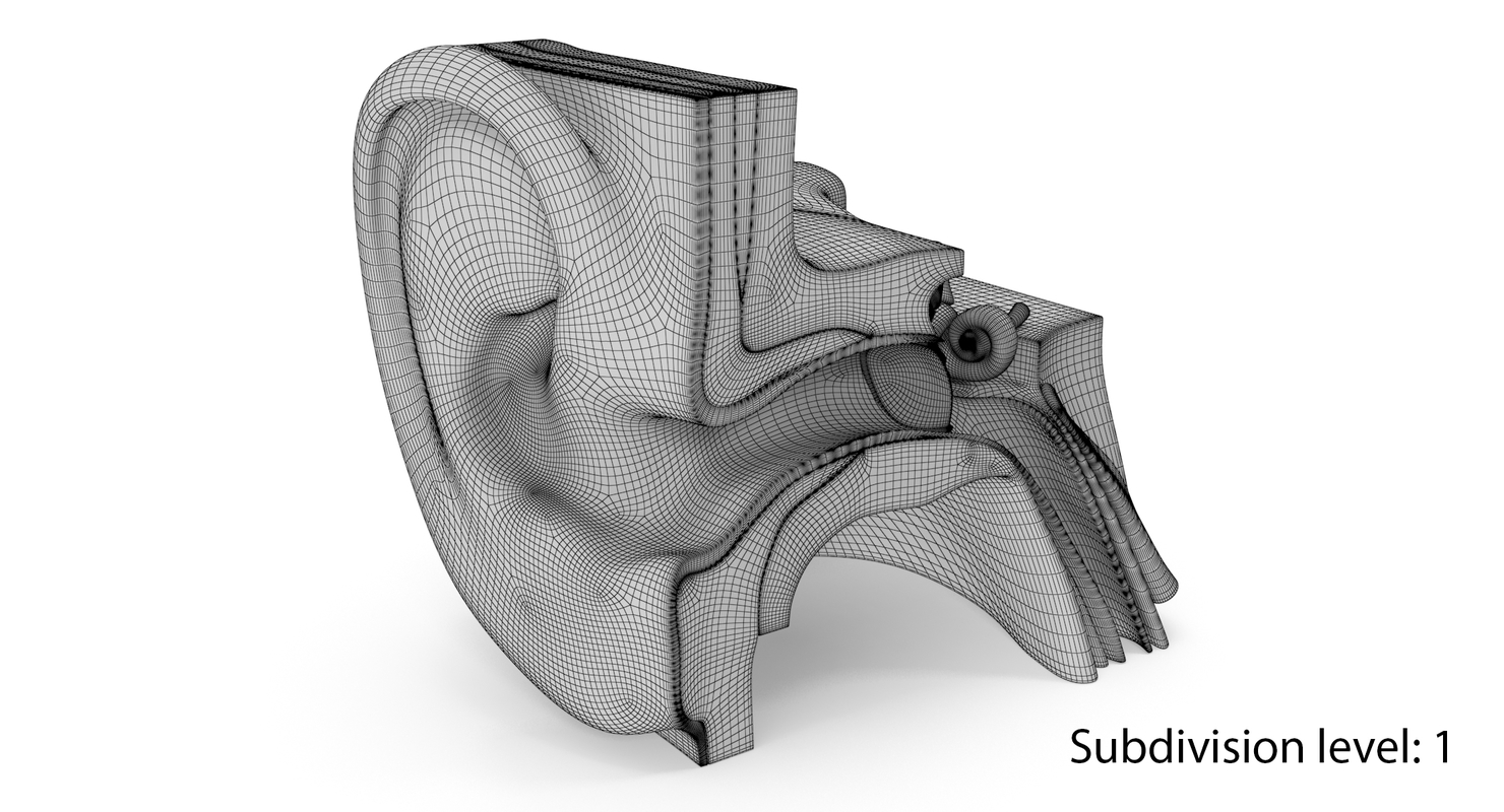 Ear anatomy 3D model - TurboSquid 1399568